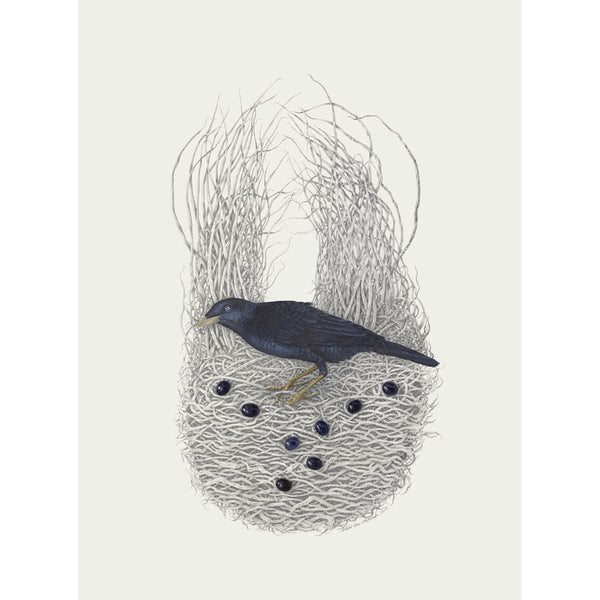 Satin Bower Bird - Fine Art Print - Creative Edge Art Collective